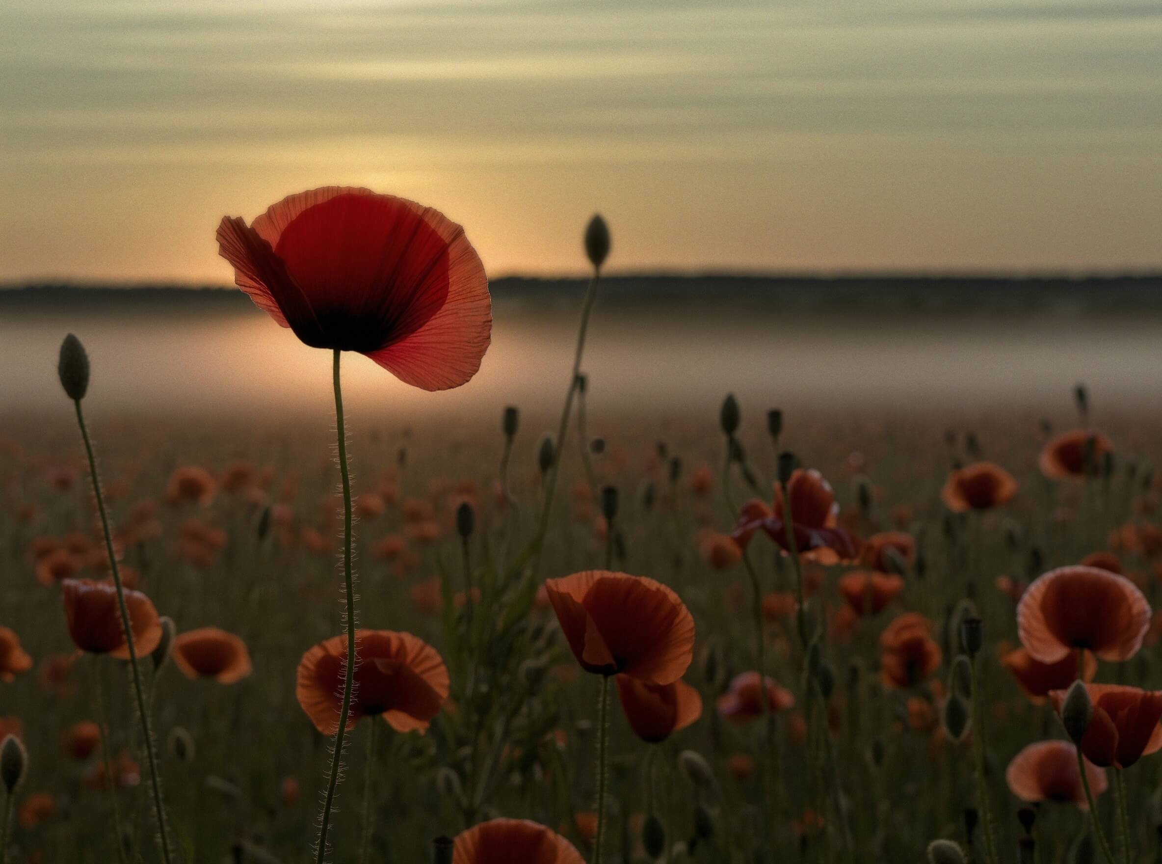 Poppy Flower Symbolism: Meaning, History & Cultural Significance